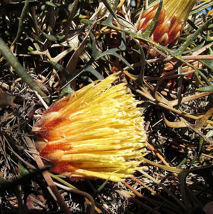 Esperance Wildflowers: Tangled Honeypot - Banksia pteridifolia subsp ...
