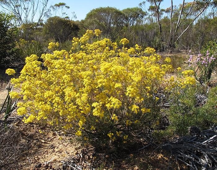 Esperance Wildflowers: Verticordia chrysantha - Feather Flower
