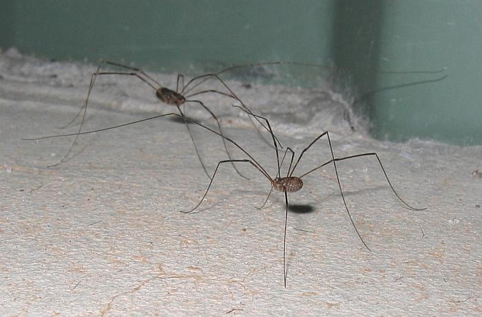 Esperance Fauna: Harvestmen - Opiliones sp.
