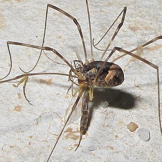 Esperance Fauna: Harvestmen - Opiliones sp.