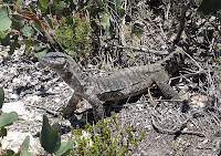 Esperance Fauna: Southern Heath Monitor - Varanus rosenbergi