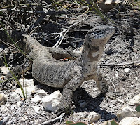 Esperance Fauna: Southern Heath Monitor - Varanus rosenbergi