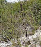 Esperance Wildflowers: Haemodorum spicatum – Bloodroot