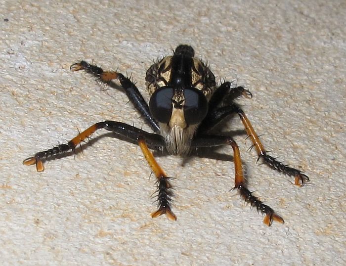 Esperance Fauna: Asilidae - Asilinae sp. - Robber Fly