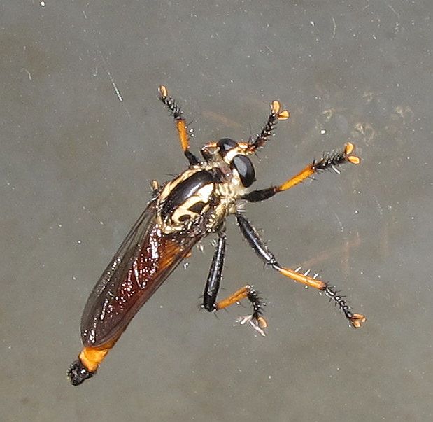 Esperance Fauna: Asilidae - Asilinae sp. - Robber Fly