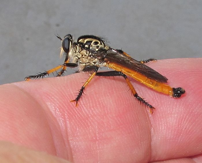 Esperance Fauna: Asilidae - Asilinae sp. - Robber Fly