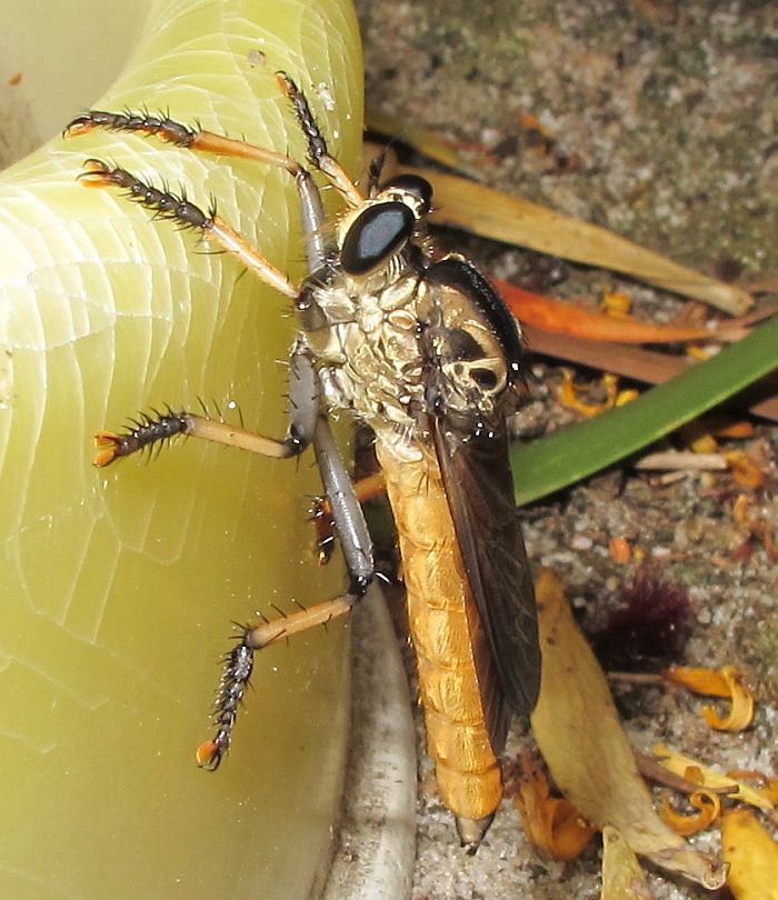 Esperance Fauna: Asilidae - Asilinae sp. - Robber Fly