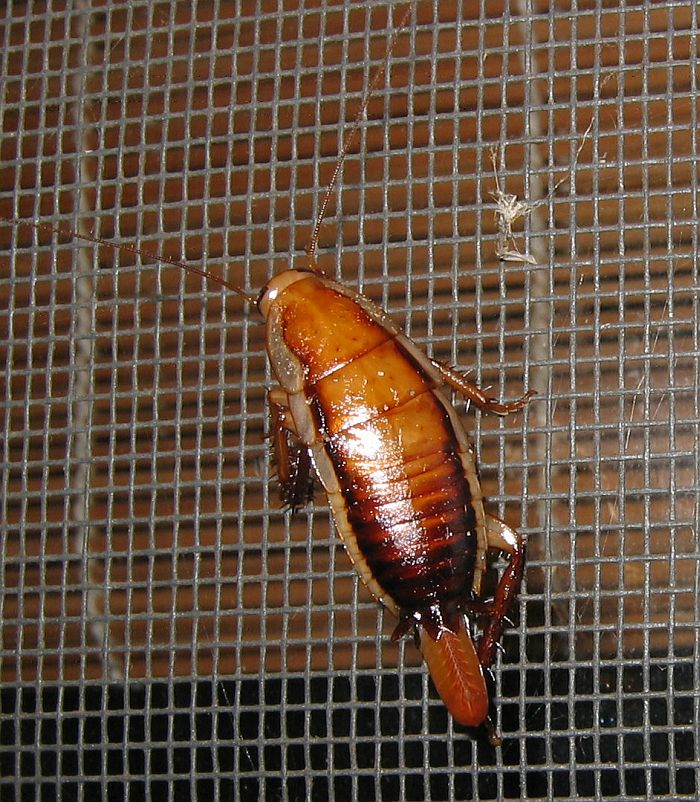 Esperance Fauna: Drymaplaneta heydeniana - Golden Cockroach