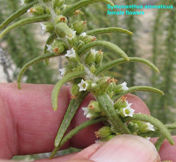 Esperance Wildflowers: Symonanthus aromaticus – Solanaceae