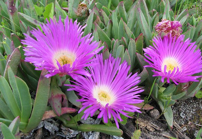 Esperance Wildflowers: Carpobrotus modestus - Inland Pigface