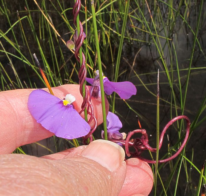 Esperance Wildflowers: Utricularia volubilis - Twining Bladderwort