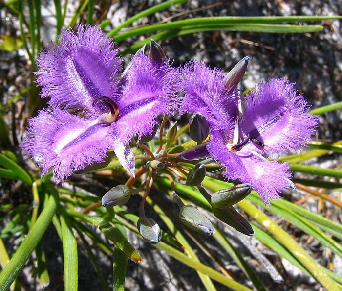 Esperance Wildflowers: Thysanotus triandrus - Fringe Lily