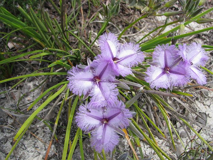 Esperance Wildflowers: Thysanotus triandrus - Fringe Lily