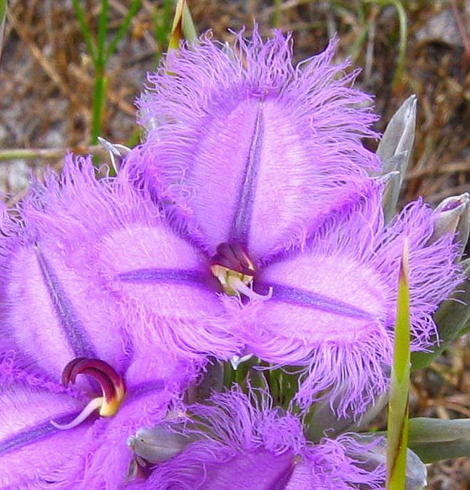 Esperance Wildflowers: Thysanotus triandrus - Fringe Lily