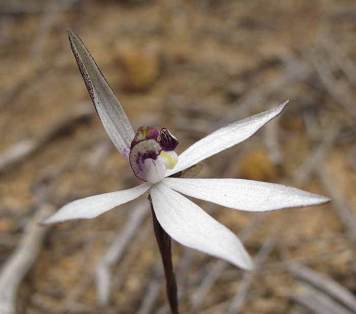 Esperance Wildflowers: Ericksonella saccharata – Sugar Orchid