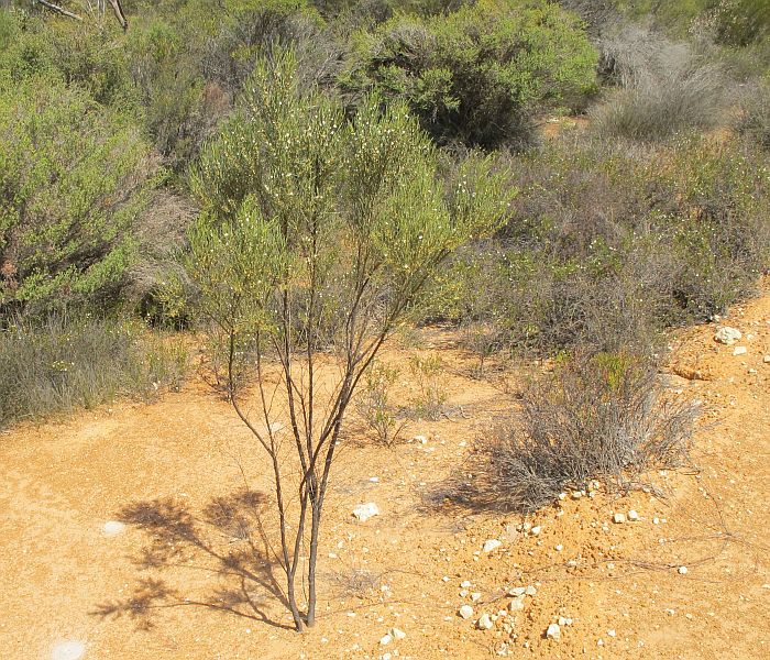 Esperance Wildflowers: Myoporum turbinatum – Scrophulariaceae (Myoporaceae)