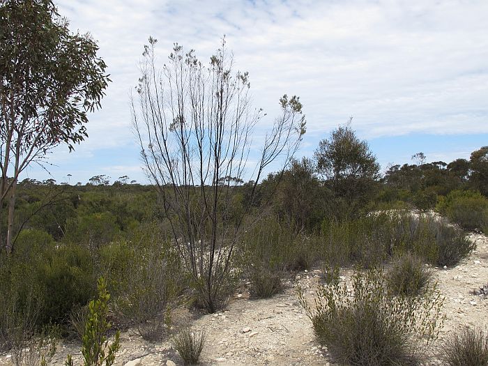 Esperance Wildflowers: Myoporum turbinatum – Scrophulariaceae (Myoporaceae)