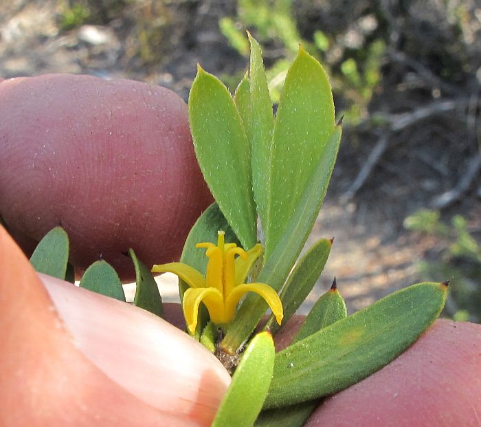 Esperance Wildflowers: Persoonia scabra – Geebung