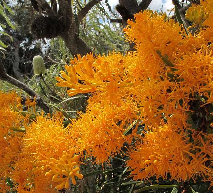Esperance Wildflowers: Nuytsia floribunda – WA Christmas Tree