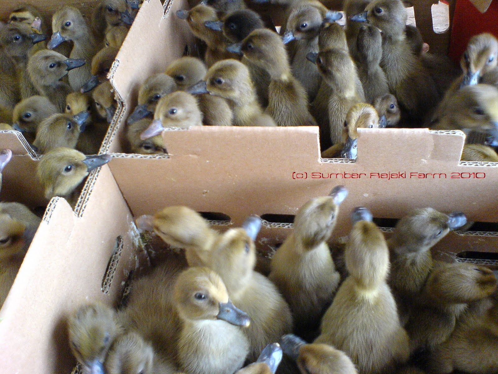 SUMBER REJEKI FARM: Mencari DOD Itik Tidak Lagi Sulit