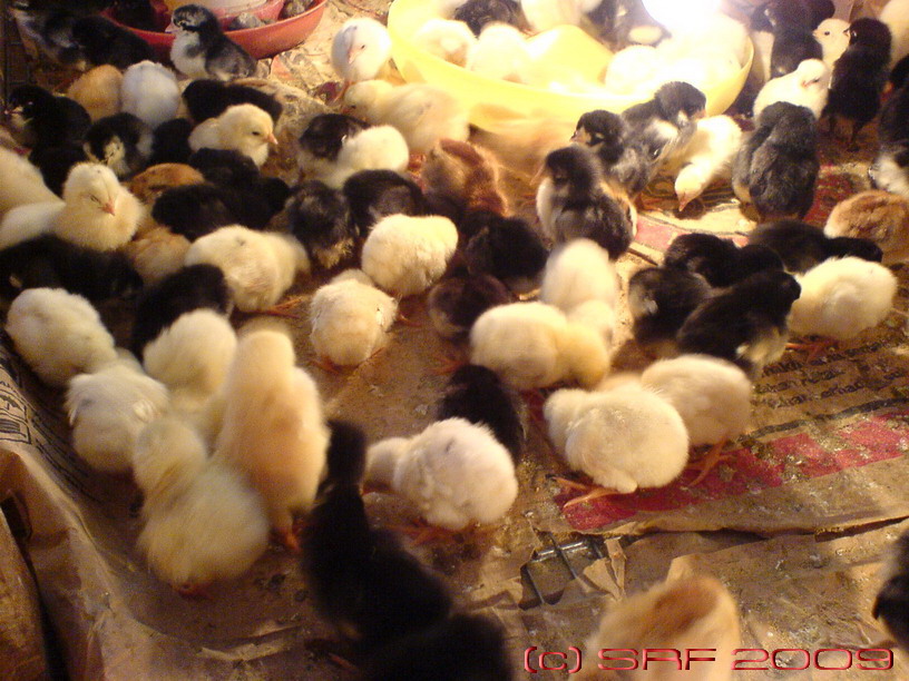 SUMBER REJEKI FARM: DOC Ayam Kampung Umur 1 Minggu