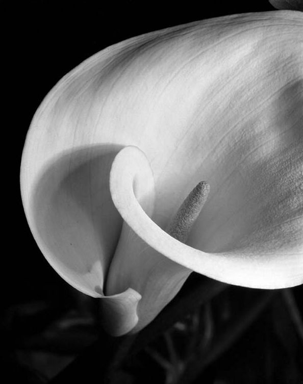 Strawberige: calla