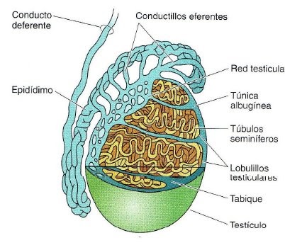 Testículos: Histología