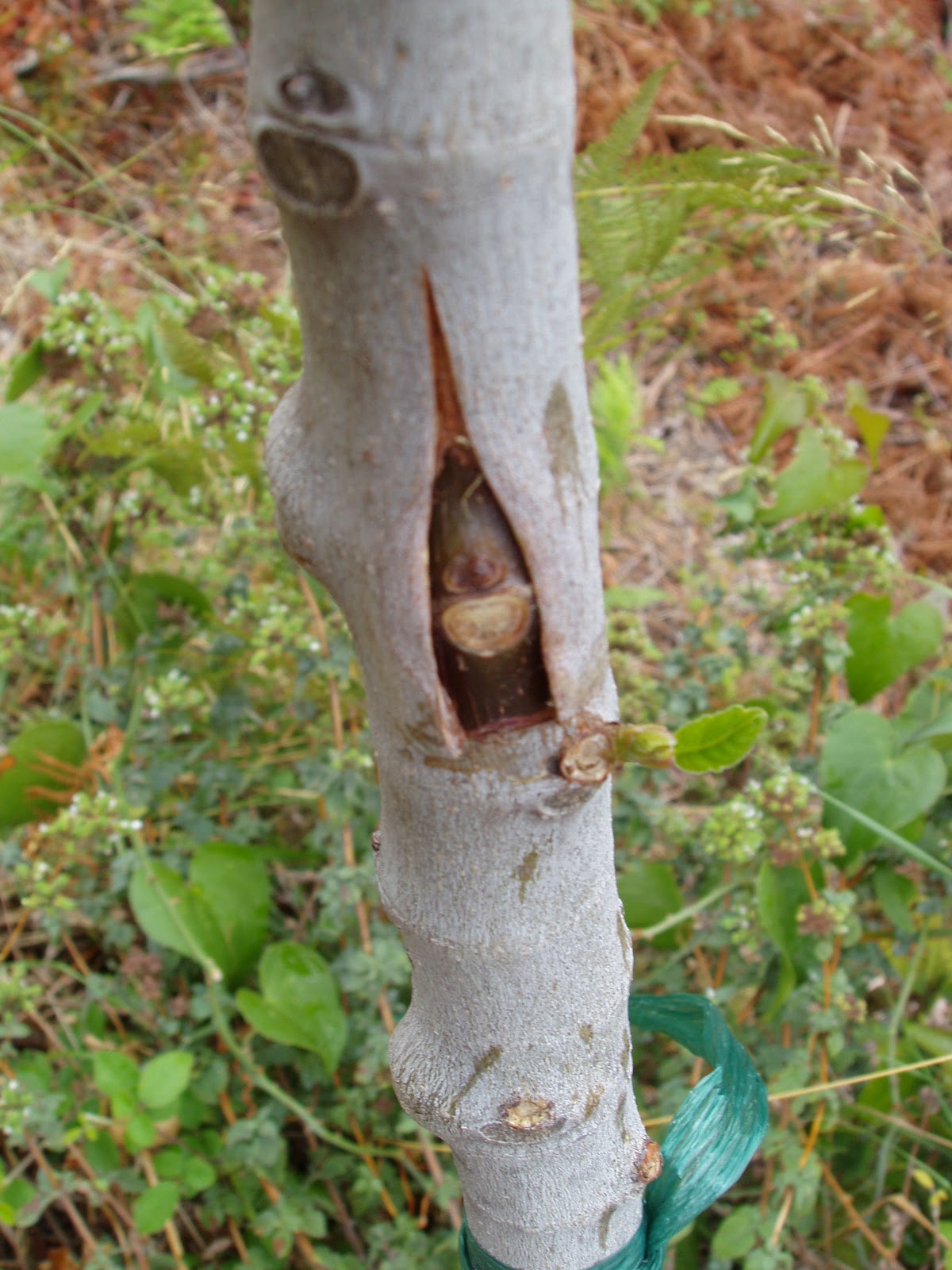Εμβολιασμός συκιάς(Νο 2).