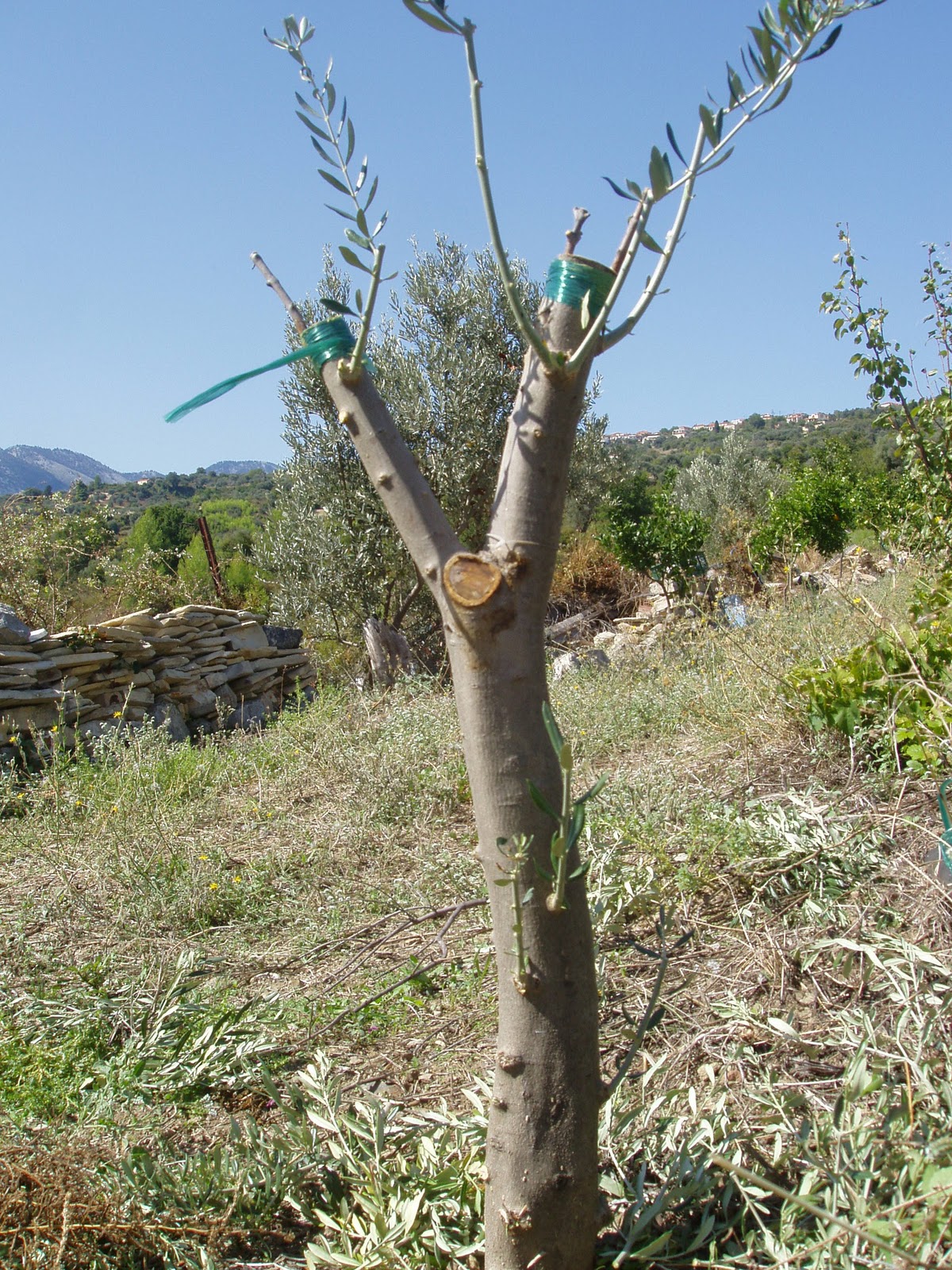 Hymenopterist (Υμενόπτερος): 2010