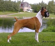 francisca herreros: boxer con las orejas paradas