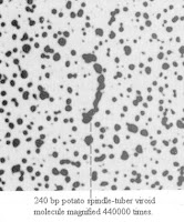 BIOLOGÍA 2º Bachillerato: Viroides