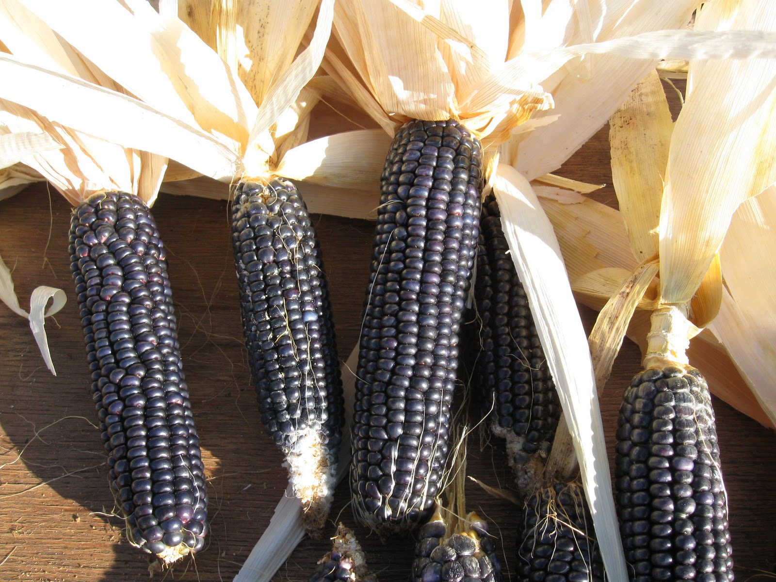 High Desert Home Garden: Hopi Blue Corn Harvest