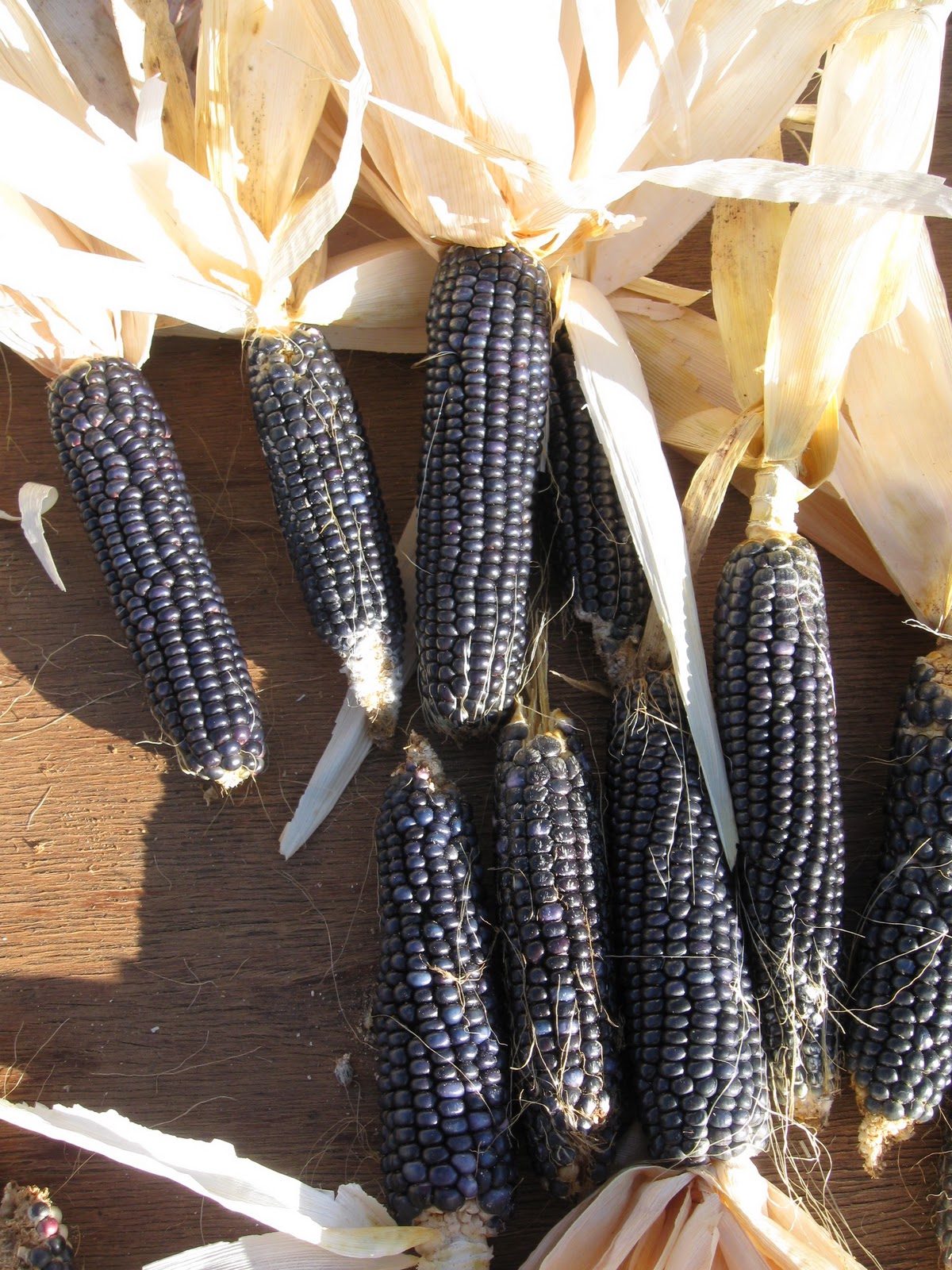 High Desert Home Garden: Hopi Blue Corn Harvest