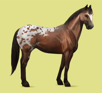 Ultimate Howrse: Breeds - Appaloosa