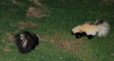 Pocahontas County Fare: Two Skunks, Black and White