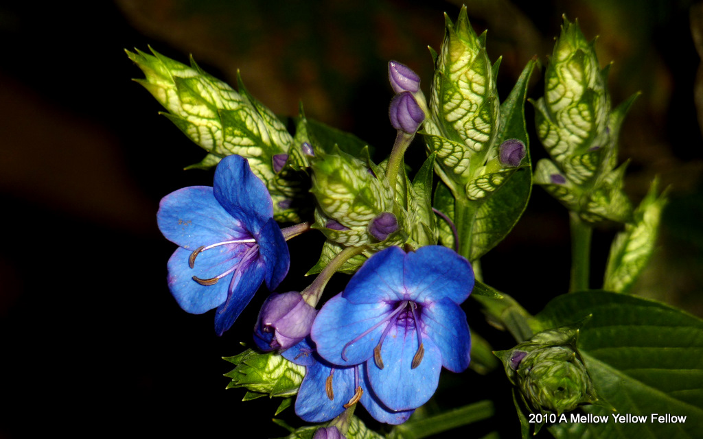 A Mellow Yellow Fellow: 01.2011