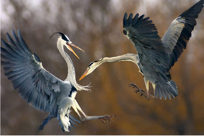 AGUA FRIA ALCHEMY: bird fighting fish