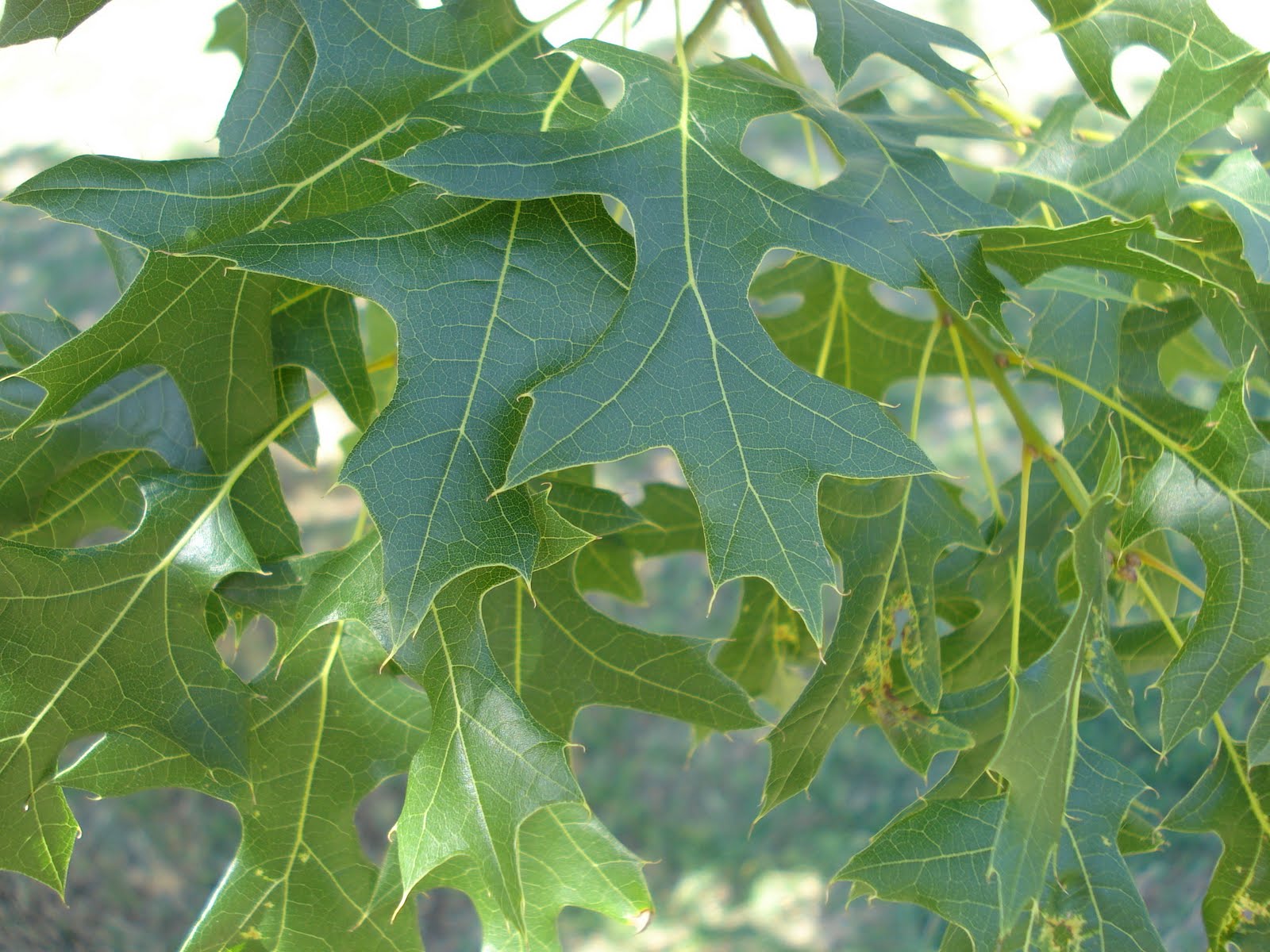My Lubbock Garden: Shade Trees: Shumard Red Oak