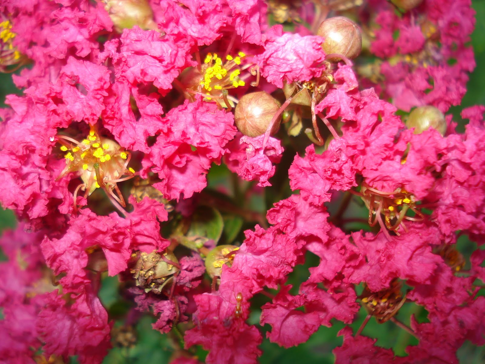 My Lubbock Garden: Crape Myrtles