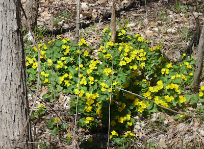 Mamma Mia Days: Wisconsin Spring Wildflowers