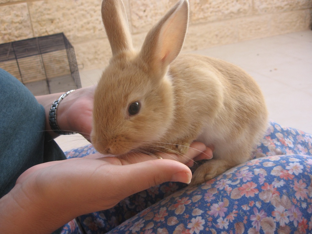 I Wish I Were a Photographer: I am grandmother to a bunny!