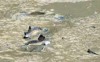 PhotoShah: Nak Tengok Ikan Belacak