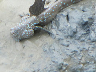 PhotoShah: Nak Tengok Ikan Belacak