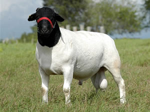 Dorper ~ SP Rural
