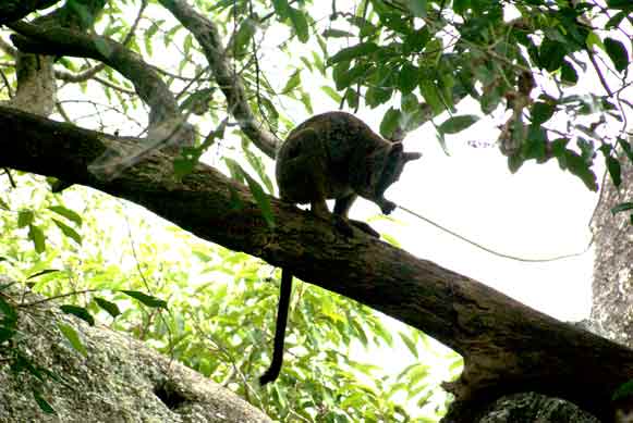 Australian Wildlife Explorer