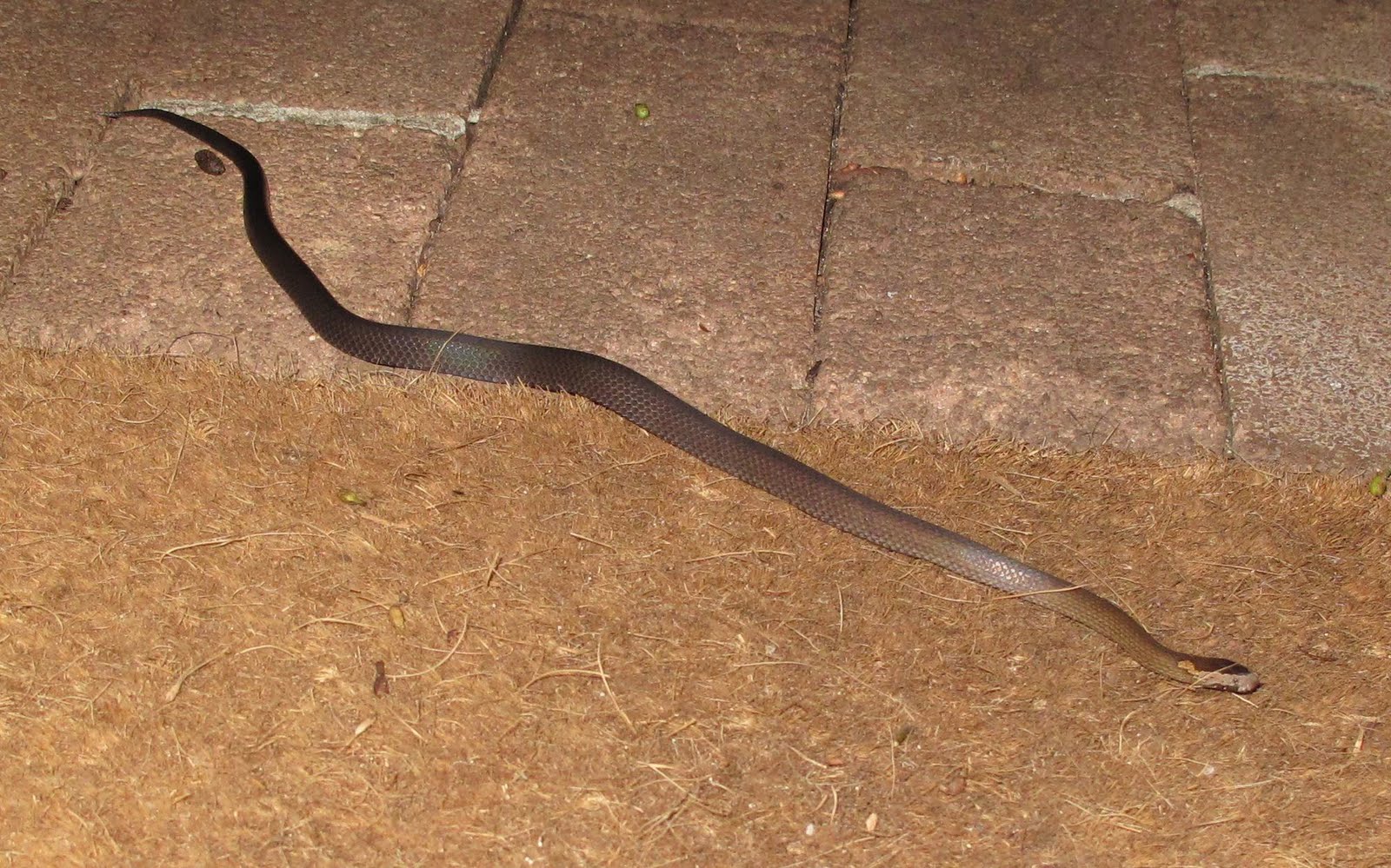 Sydney - Australia: Golden Crown snake