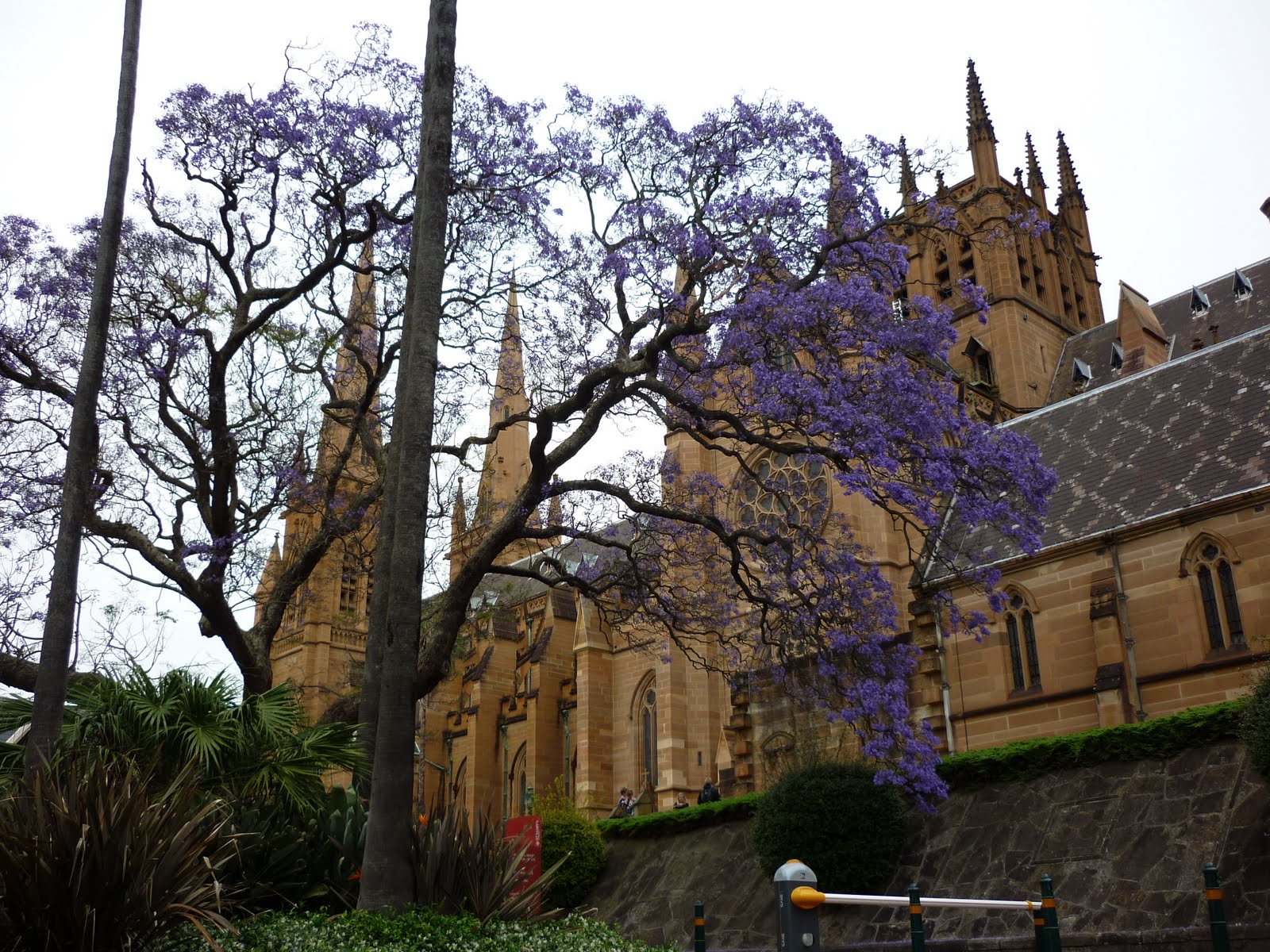 Sydney - Australia: Best Jacaranda in Sydney