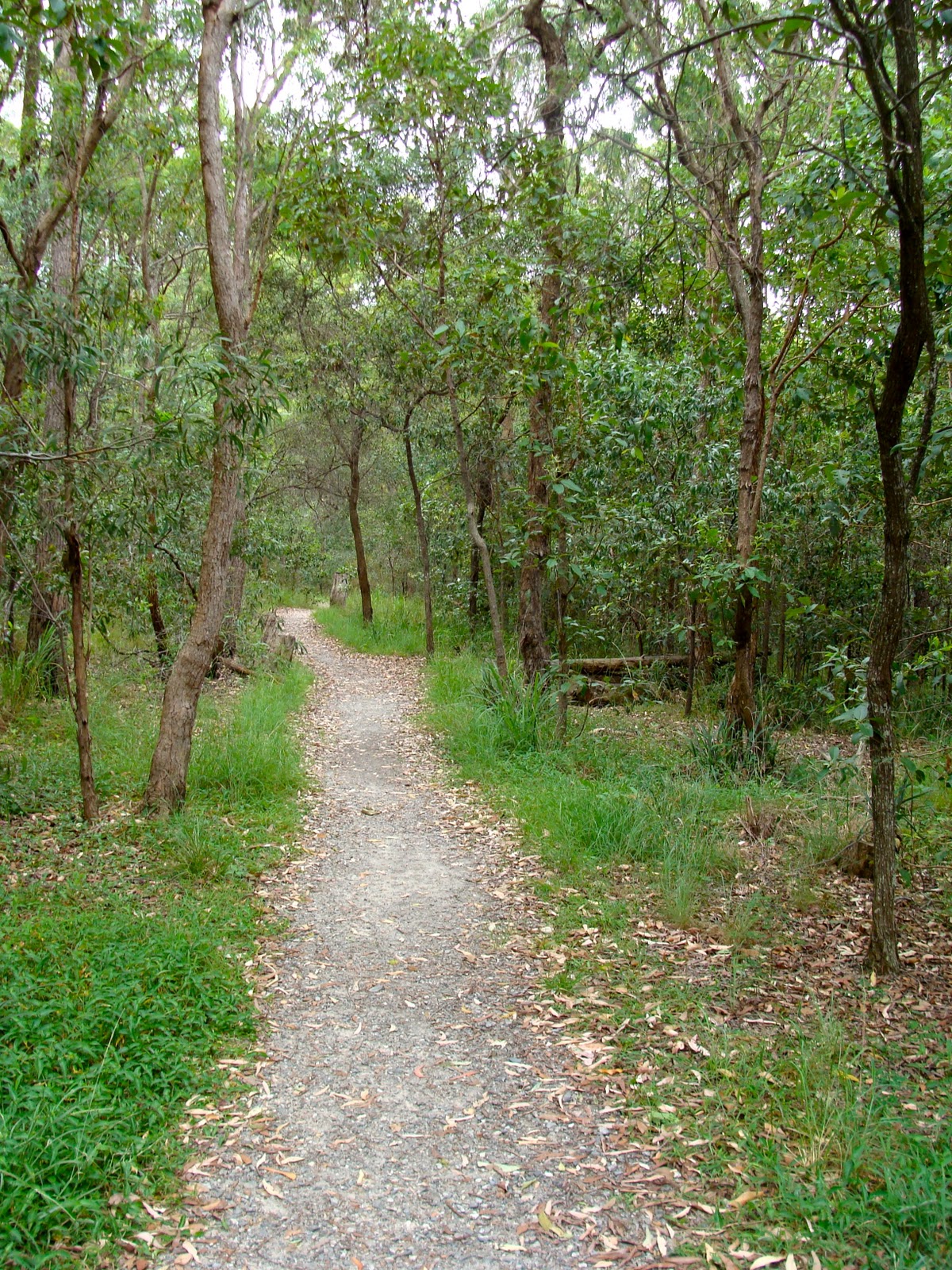 Weekend in Bris Vegas: Toohey Forest walking tracks- Nathan