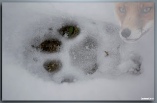 Amsterdamse Waterleiding Duinen (AWD): In het spoor van de vos.