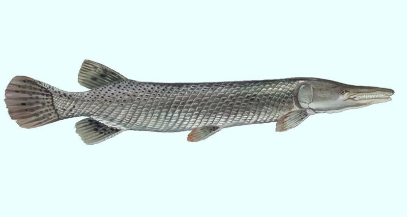 our Earth our Lives: Fact about Alligator Gar